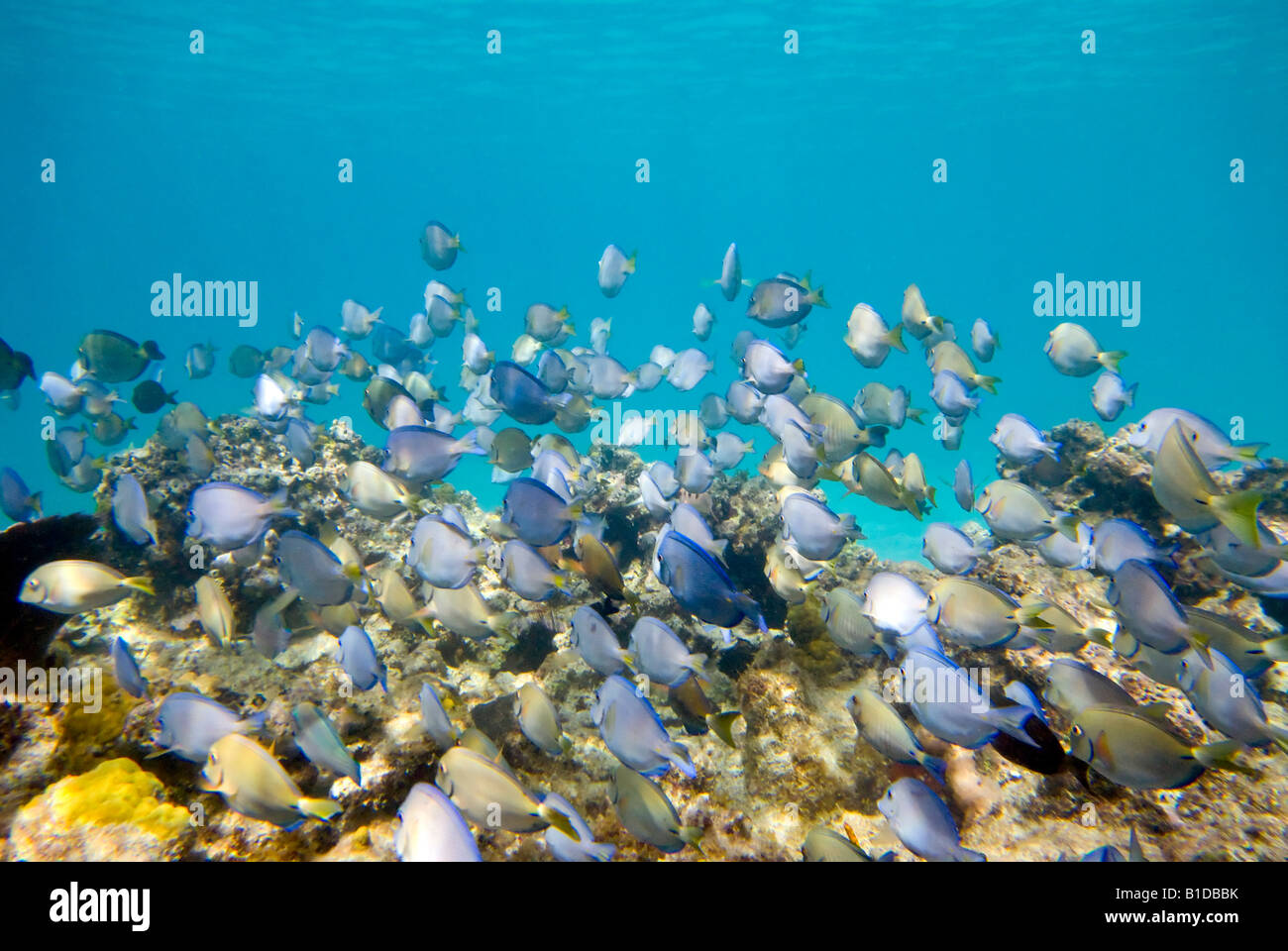 Underwater shot of tropical reef in the Caribbean Stock Photo - Alamy