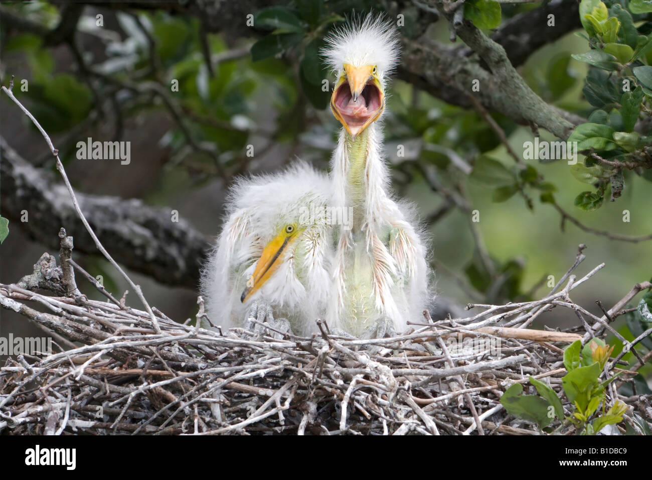 Great Egret chicks on the nest Stock Photo - Alamy