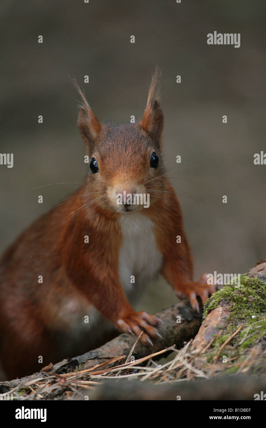Red Squirrel Sciurus vulgaris Stock Photo - Alamy