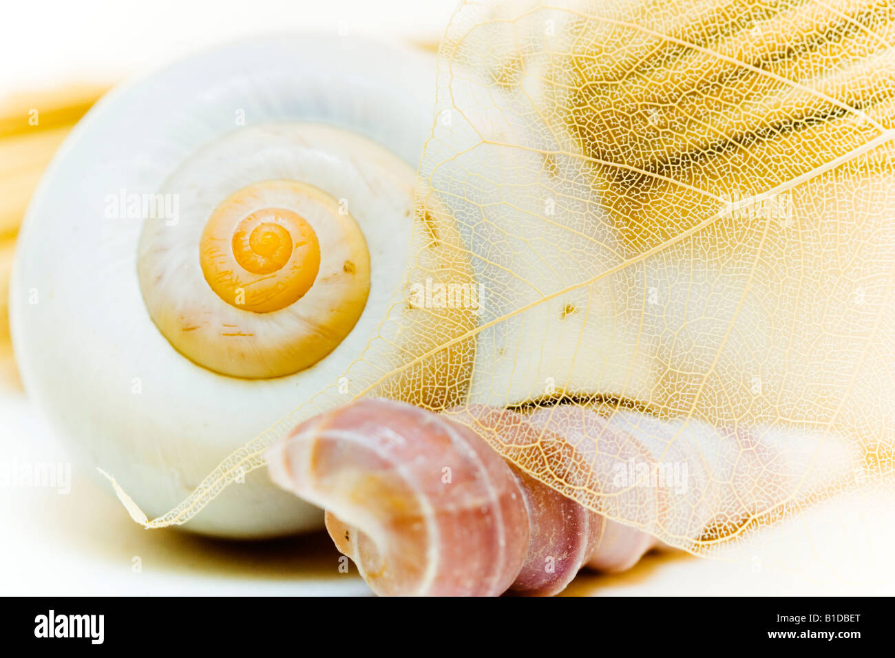 seashell, bundle of straws and leaf skeleton Stock Photo - Alamy