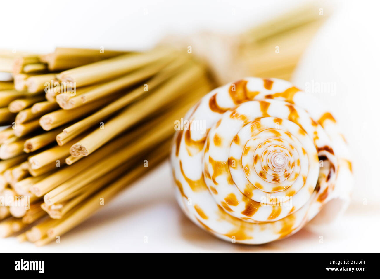 seashell and bundle of straws Stock Photo - Alamy