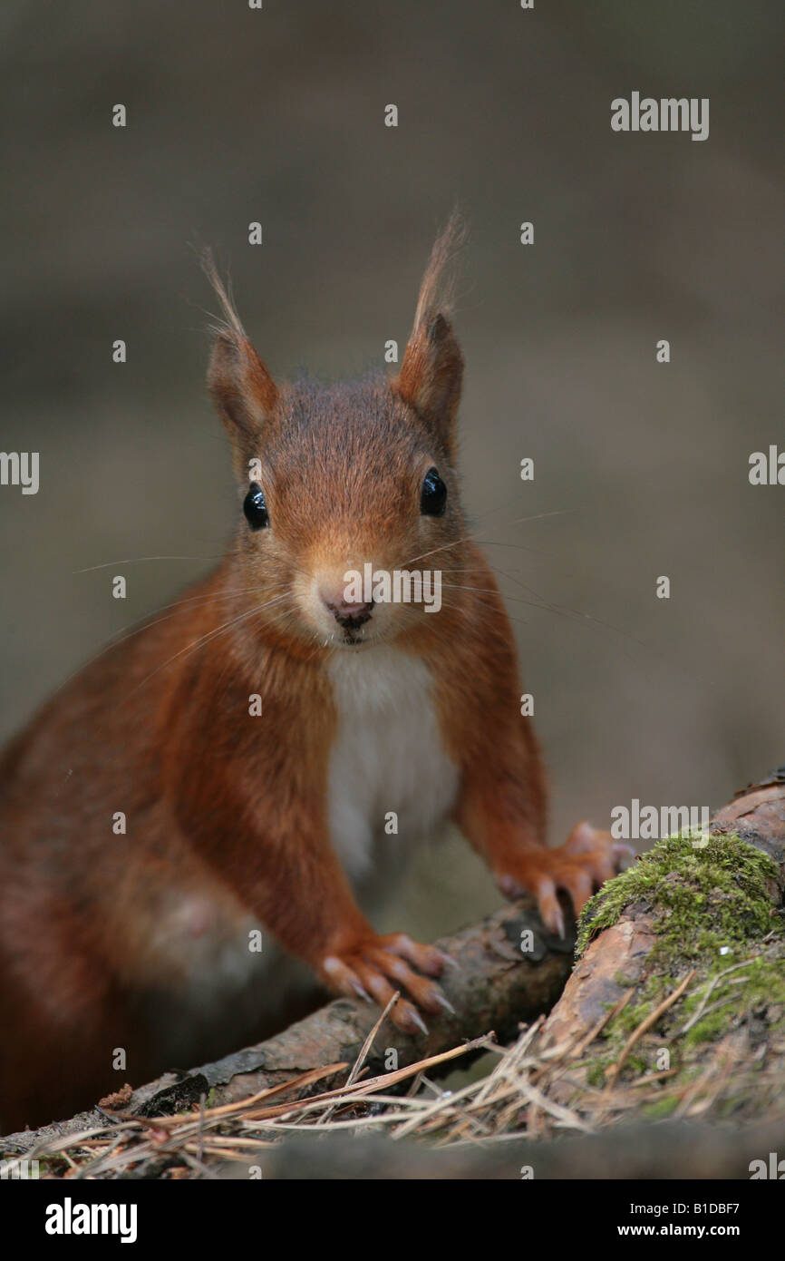 Red Squirrel Sciurus vulgaris Stock Photo - Alamy