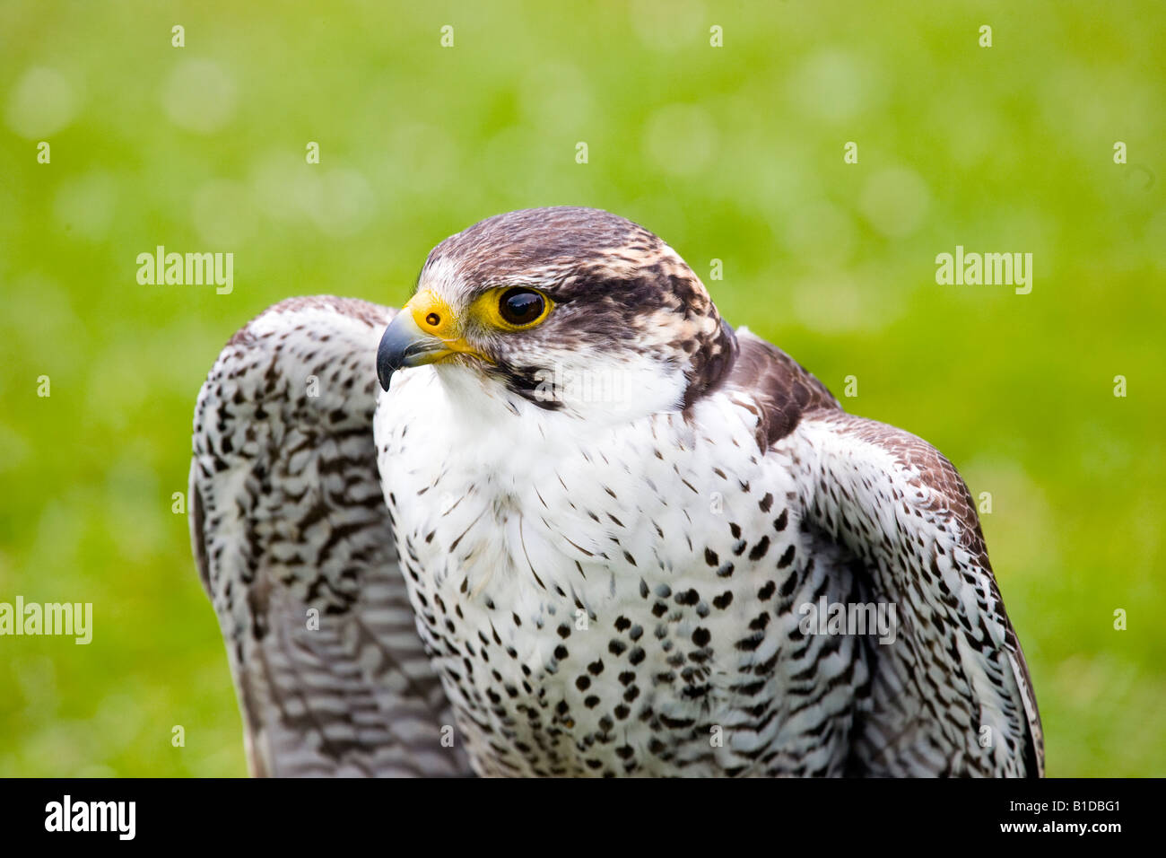 Tethered bird hi-res stock photography and images - Alamy