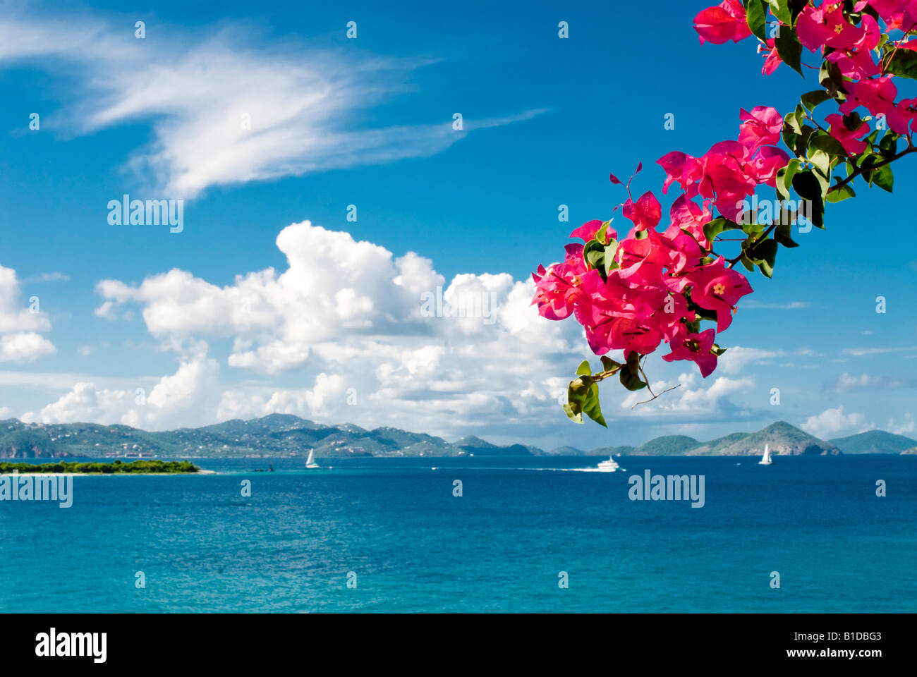 Usvi flower hi-res stock photography and images - Alamy