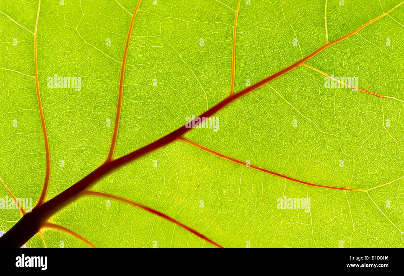 Green leaf close up with red veins Stock Photo - Alamy