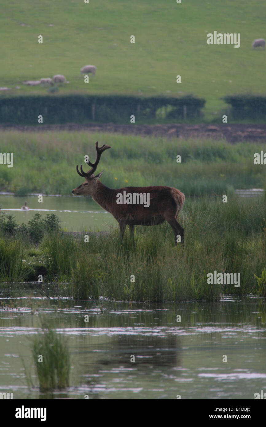 Leighton moss rspb animal hi-res stock photography and images - Alamy