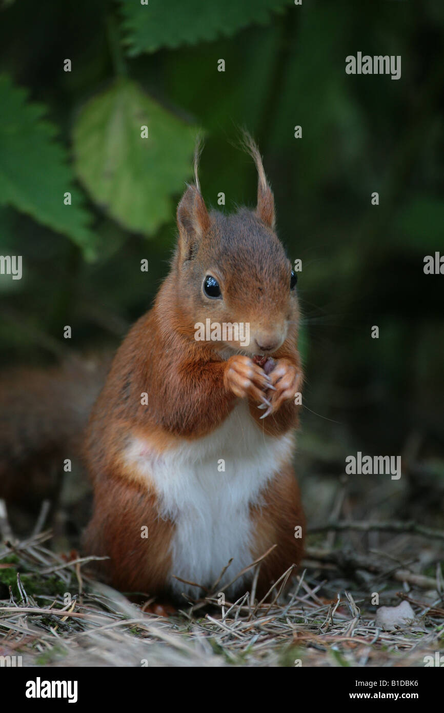 Red Squirrel Sciurus vulgaris eating a nut Stock Photo - Alamy