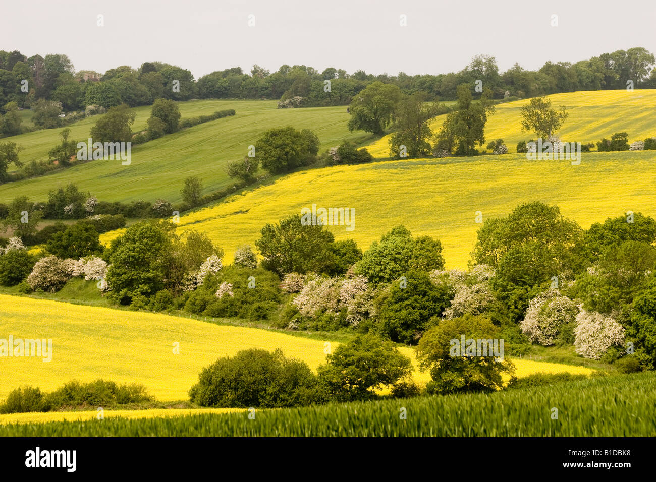 Rapeseed Fields in rural countryside in Rutland England Stock Photo - Alamy