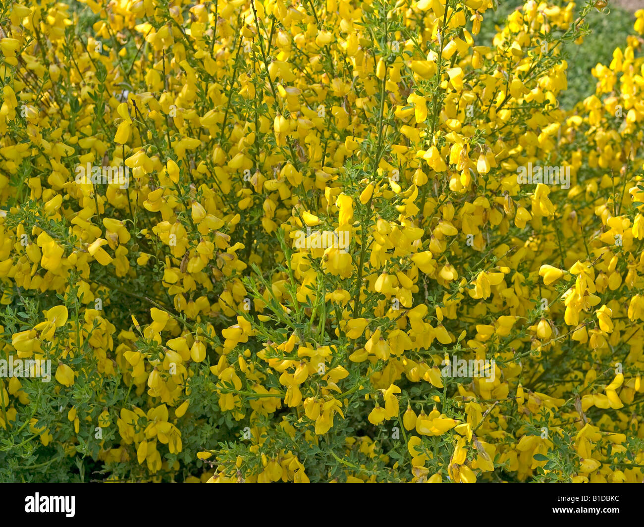 Sarothamnus Scoparius High Resolution Stock Photography and Images - Alamy