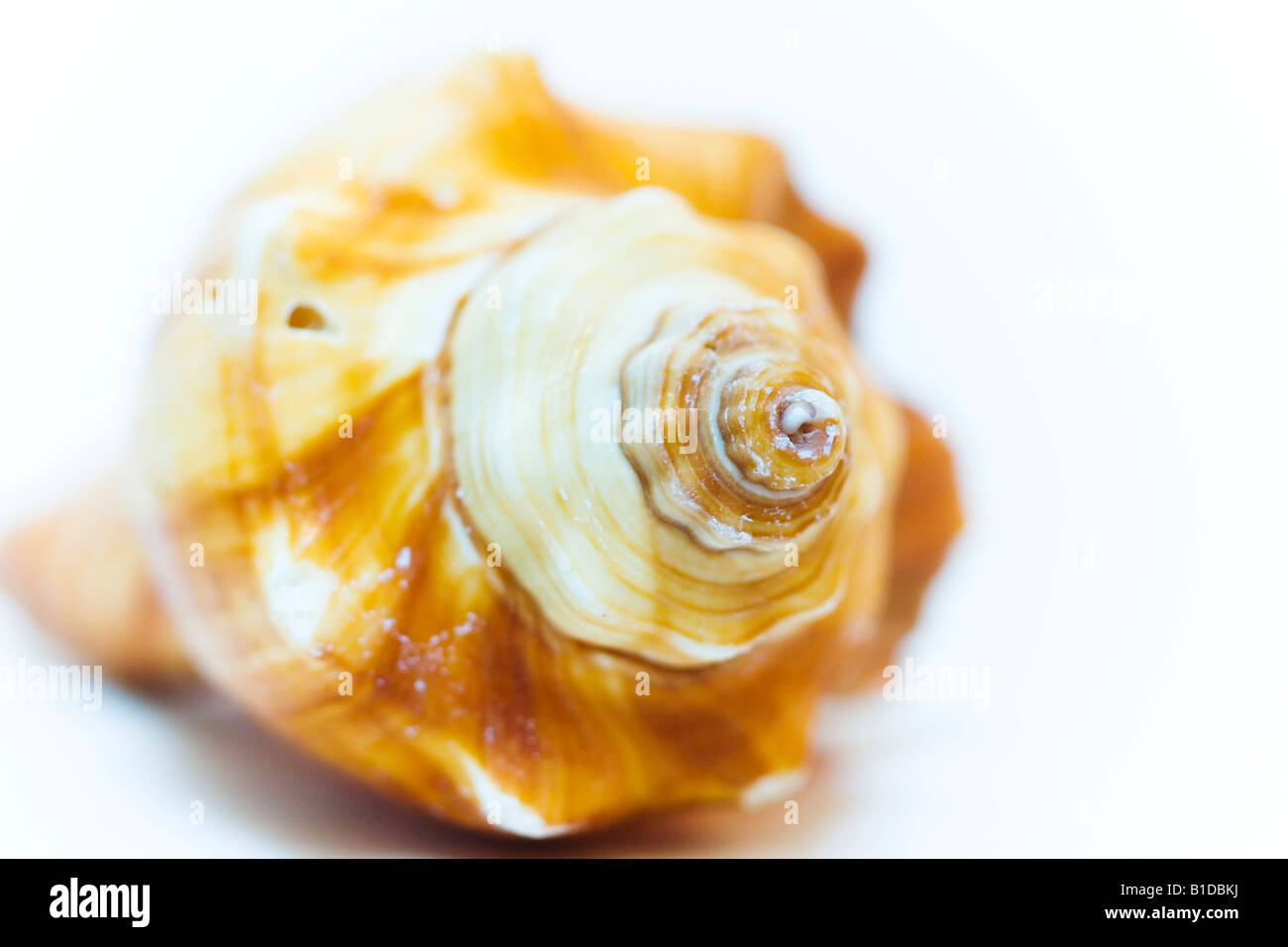 seashell on a white background Stock Photo - Alamy