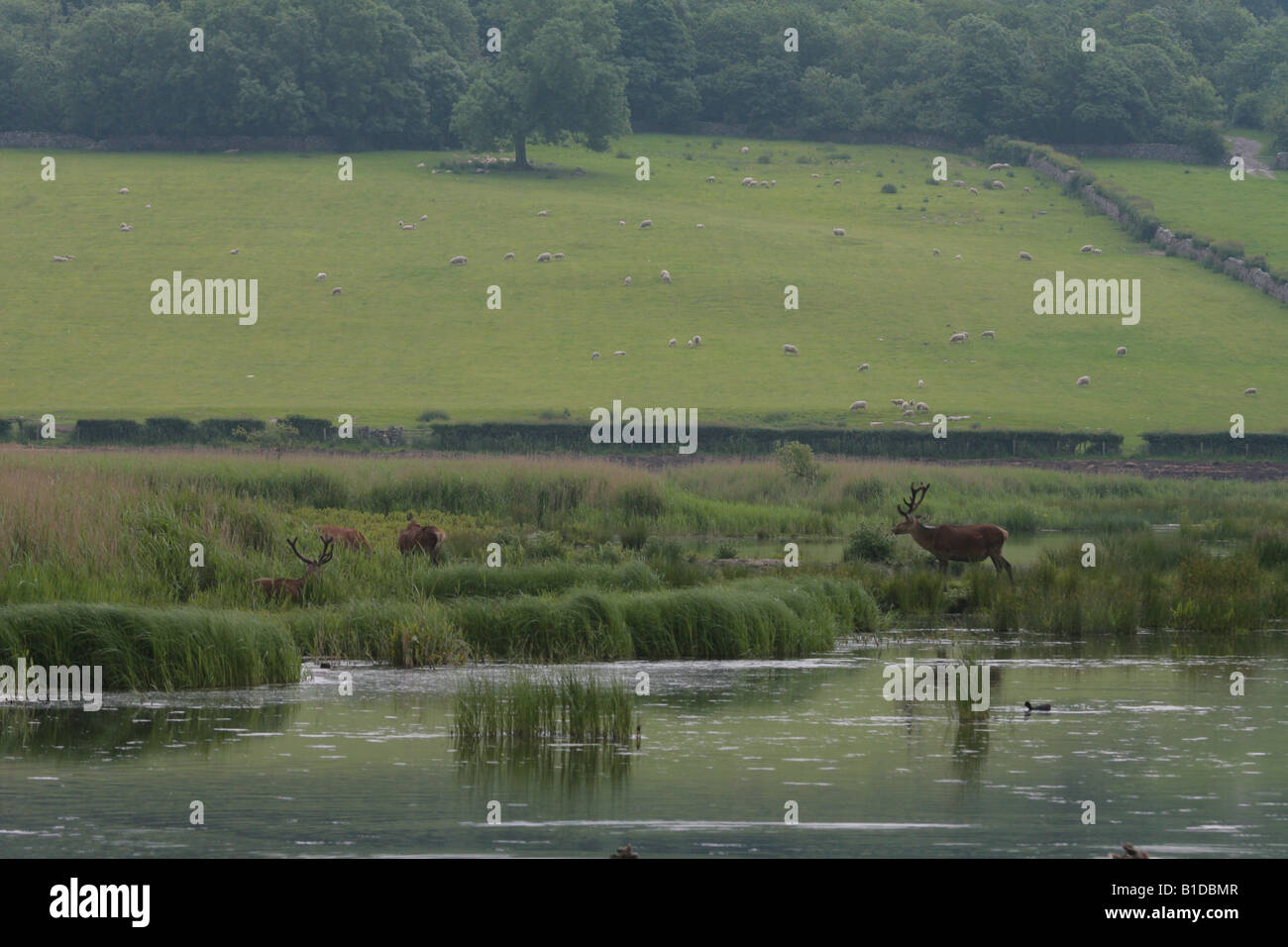 Leighton Moss Rspb Animal High Resolution Stock Photography and Images ...