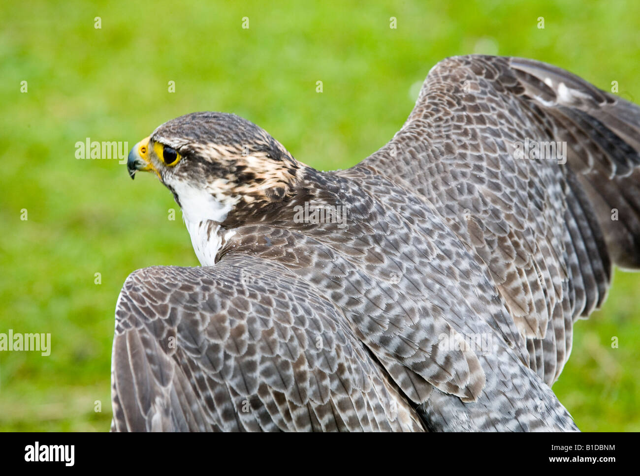 Captive Peregrine Falcon, predator, hawk, beak, feather, wild, raptor ...