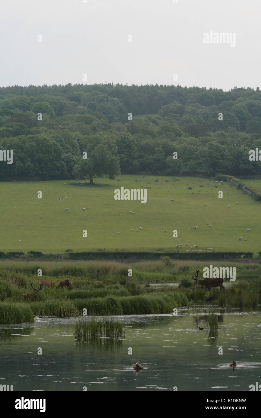 Leighton moss rspb animal hi-res stock photography and images - Alamy