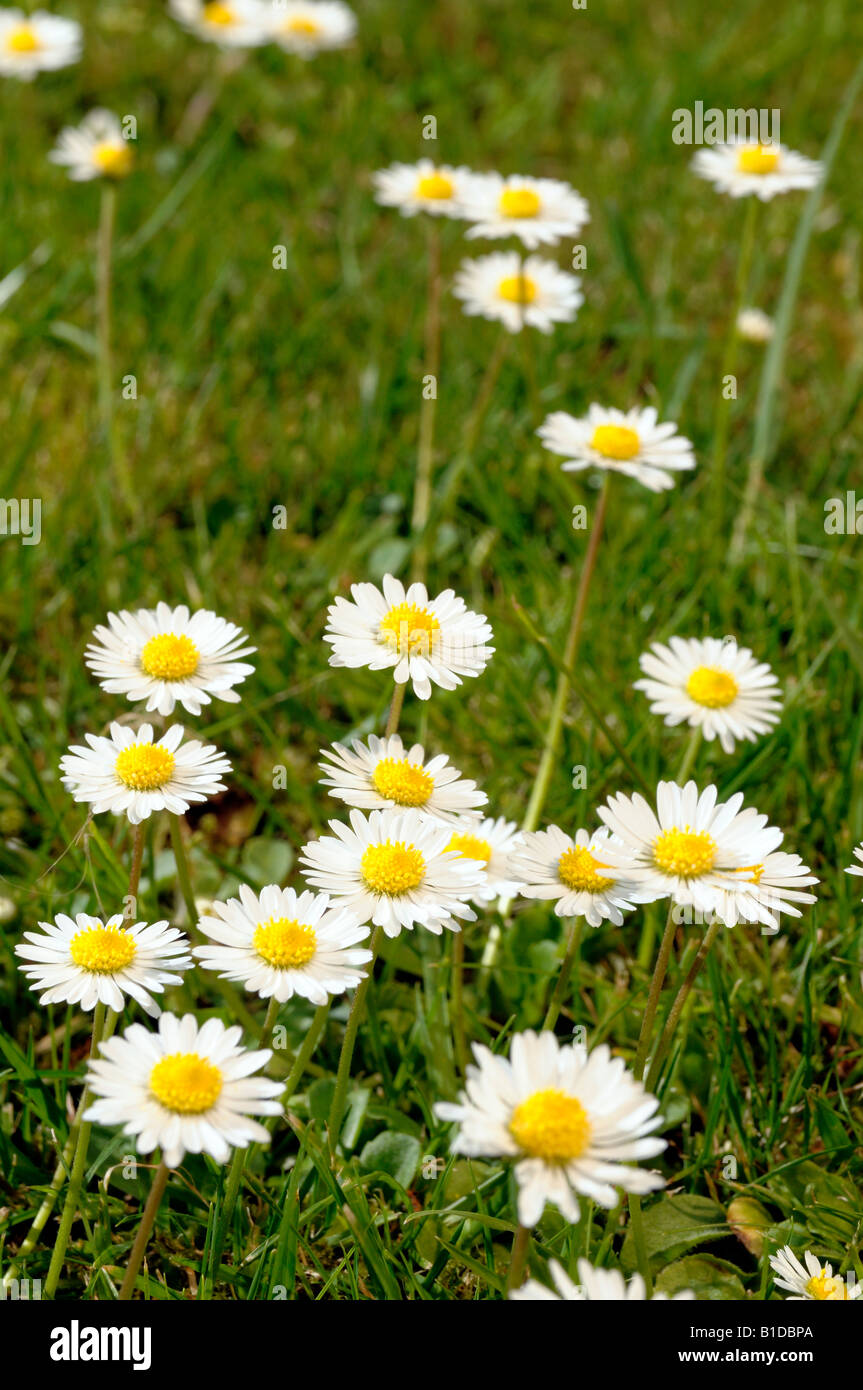 Daisy flowers in a lawn Stock Photo - Alamy