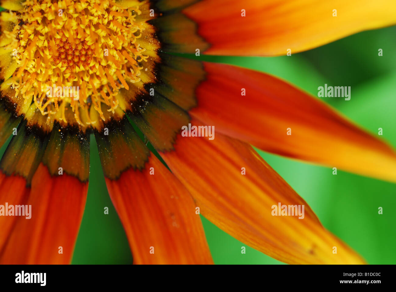 Gazania macro also known as the Treasure flower Stock Photo - Alamy
