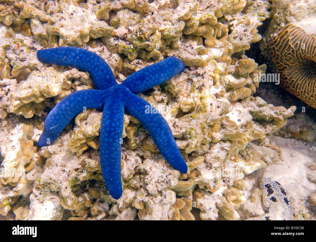 Great barrier reef star fish hi-res stock photography and images - Alamy
