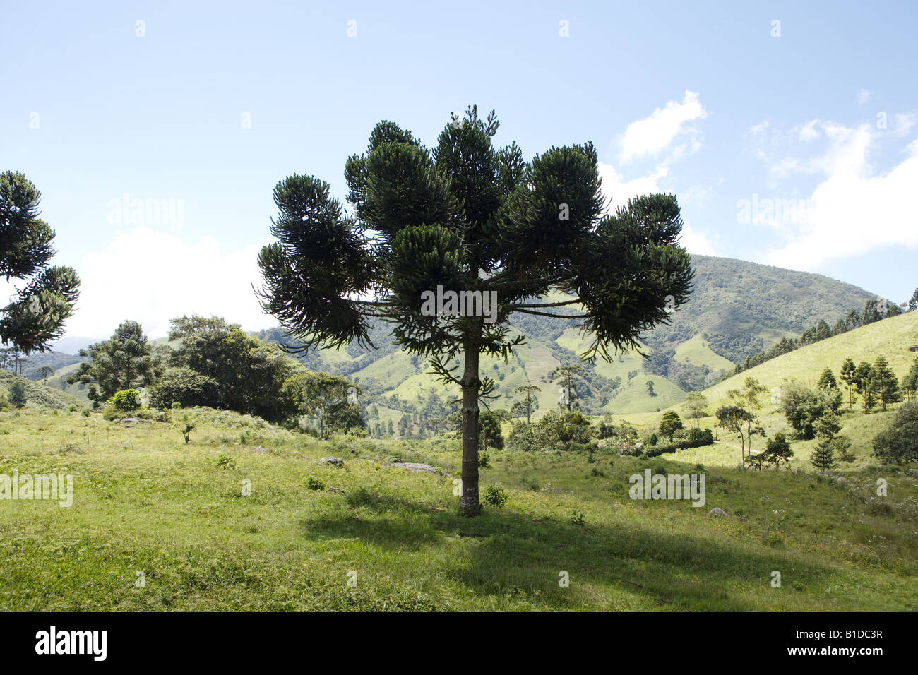 Maua minas gerais hi-res stock photography and images - Alamy