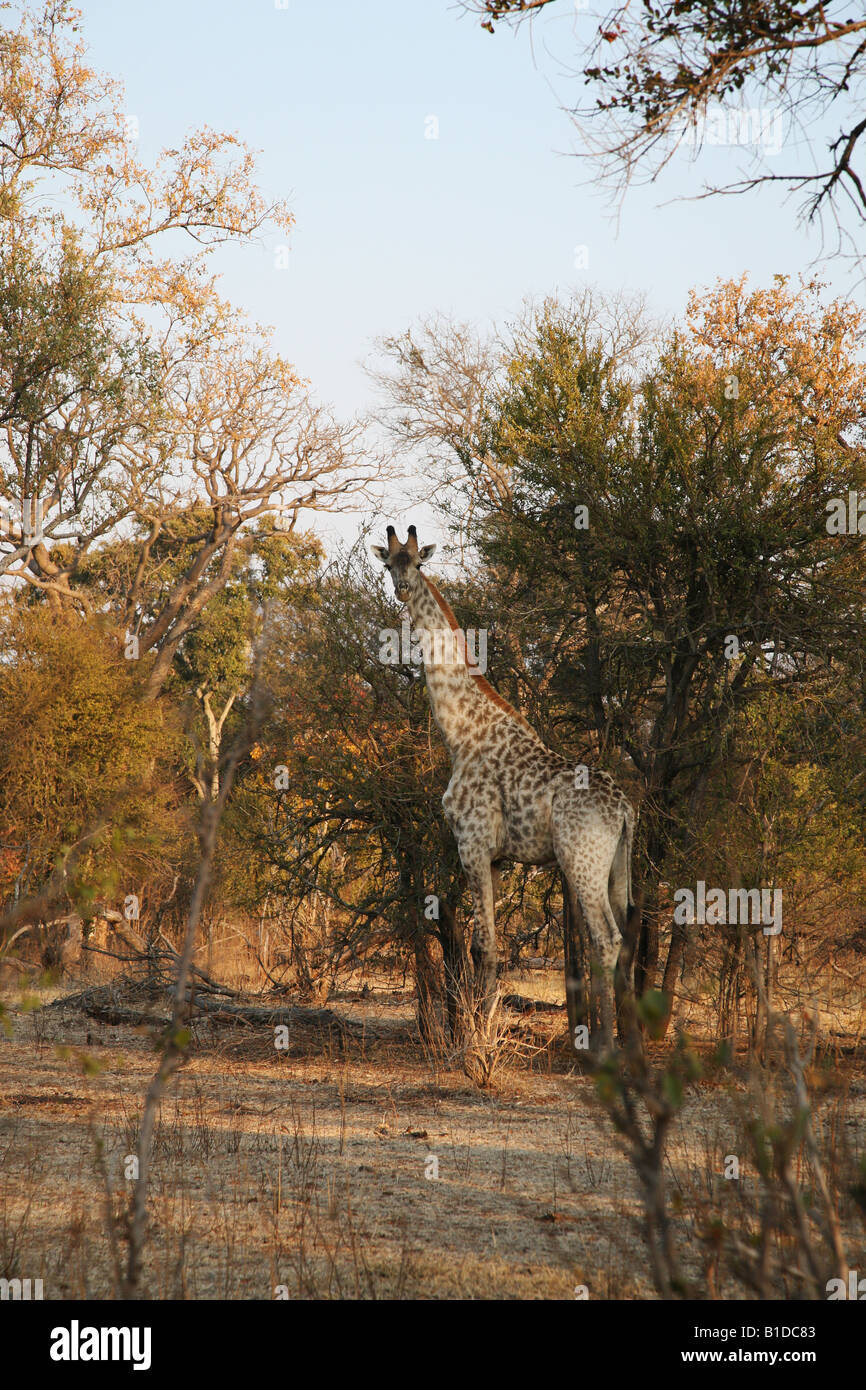 Giraffe in the undergrowth, Zambia Stock Photo - Alamy