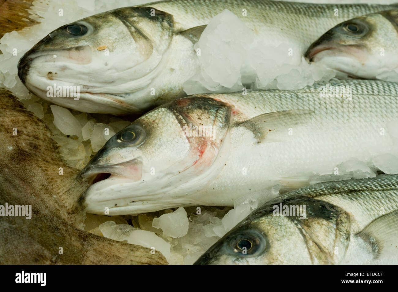Whole fresh fish hi-res stock photography and images - Alamy