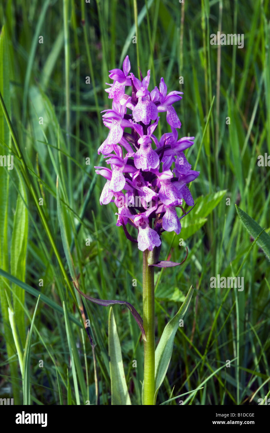 Native marsh orchid hi-res stock photography and images - Alamy