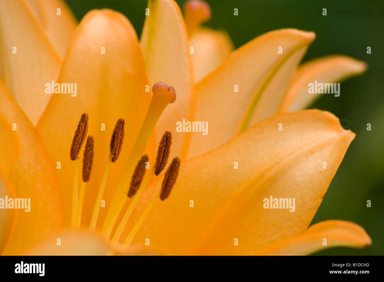 Lilium arboricola hi-res stock photography and images - Alamy
