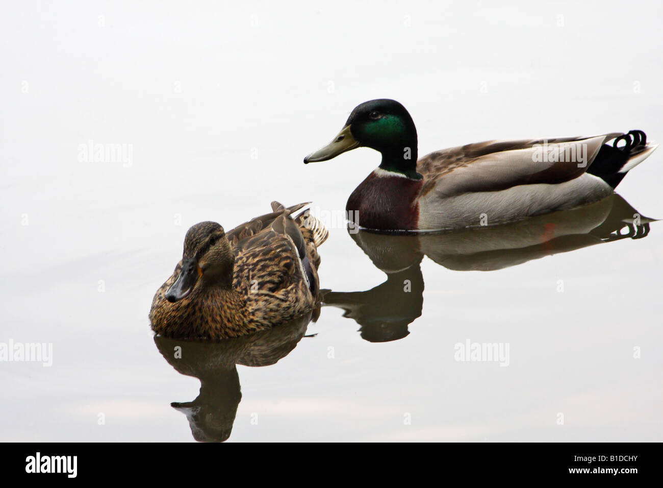 A female duck and male drake on a lake Stock Photo - Alamy