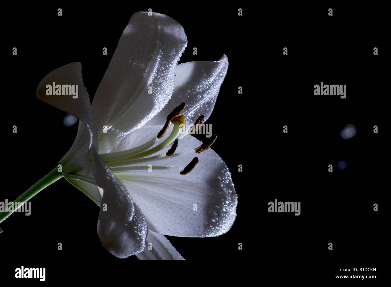 Lilium arboricola hi-res stock photography and images - Alamy