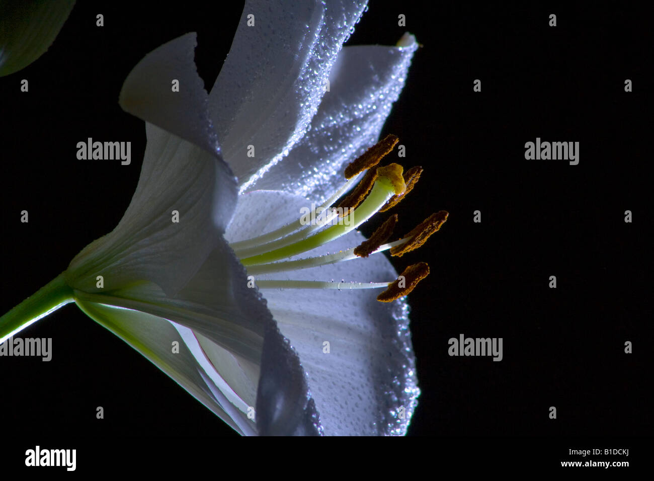 Lilium arboricola hi-res stock photography and images - Alamy