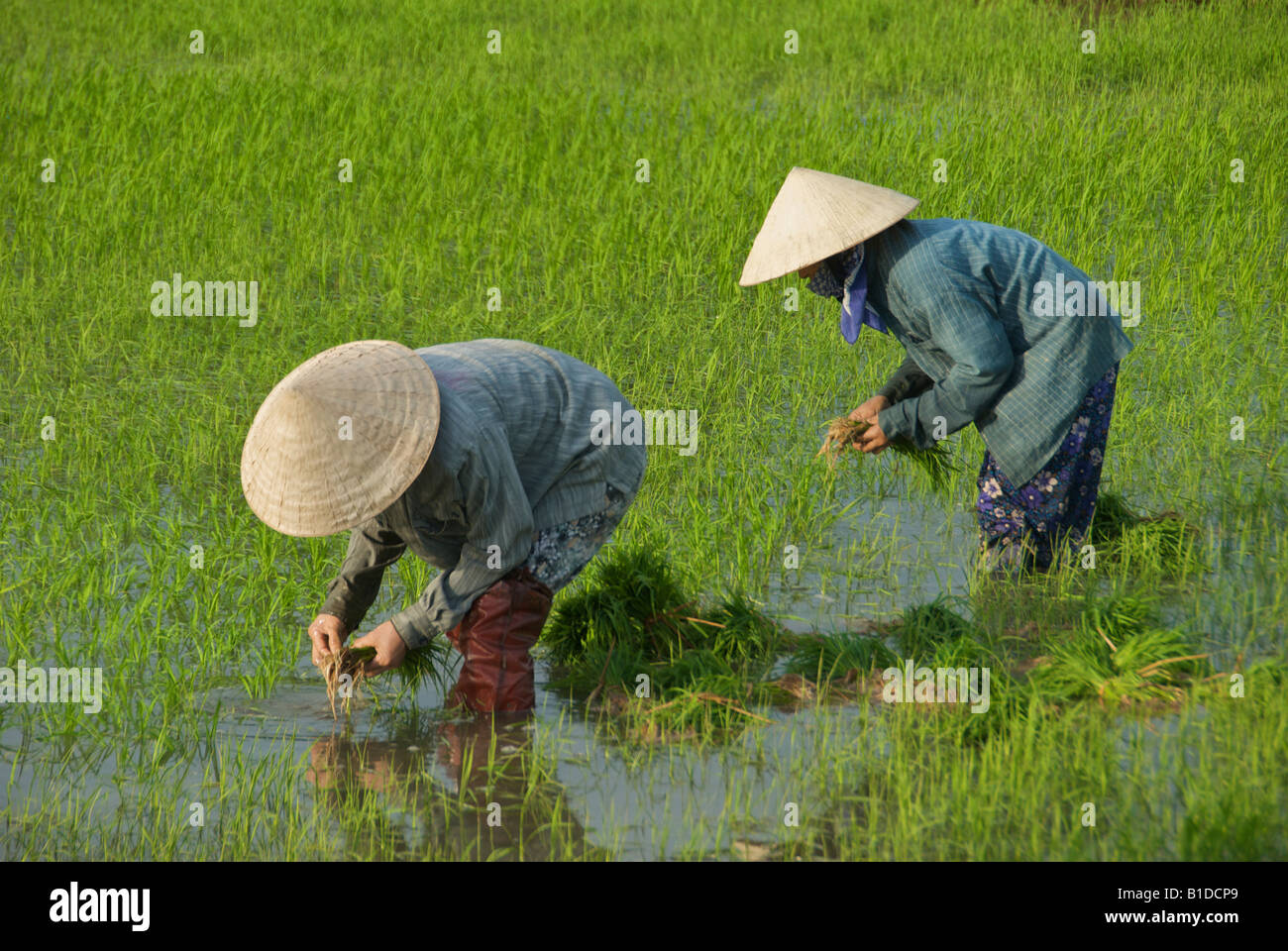 Planting rice near Hoi An Vietnam Stock Photo - Alamy