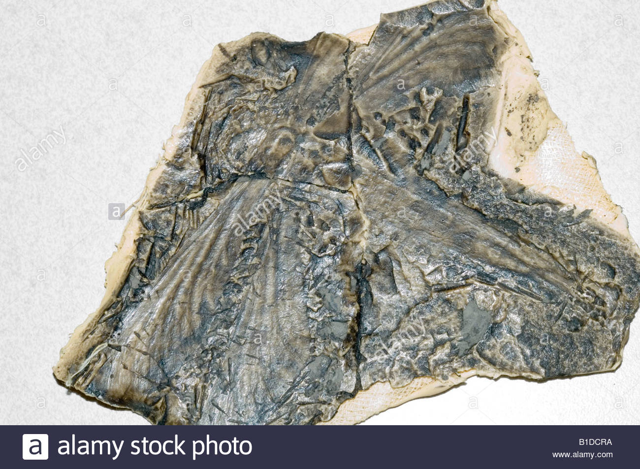 Carboniferous Period High Resolution Stock Photography and Images - Alamy
