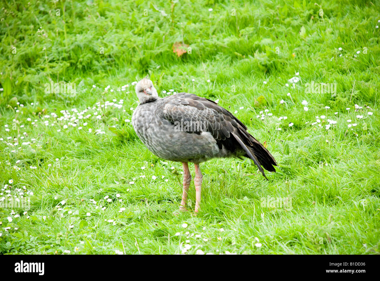 Screamer bird hi-res stock photography and images - Alamy