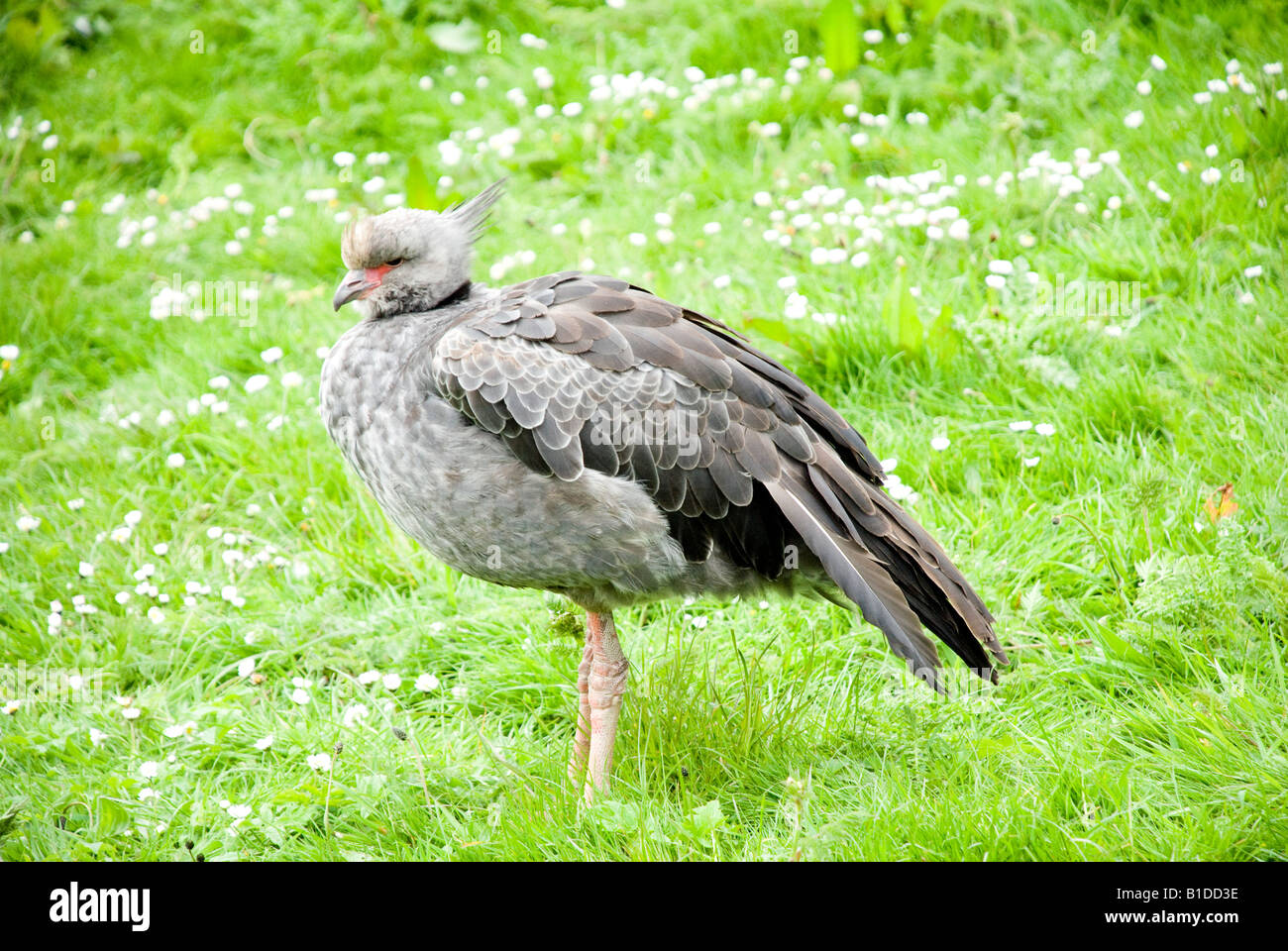 Screamer bird hi-res stock photography and images - Alamy