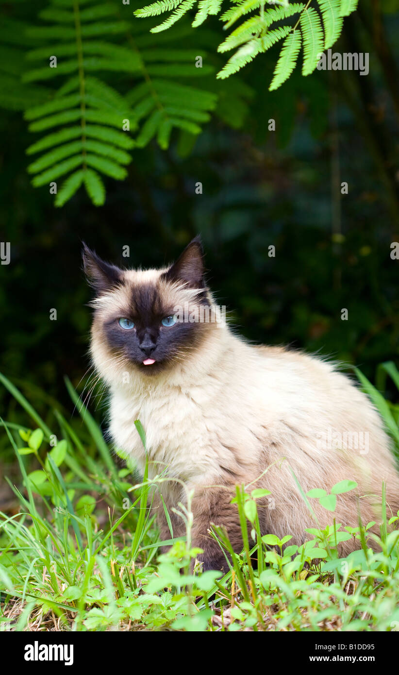A seal point cat in a natural setting Stock Photo - Alamy
