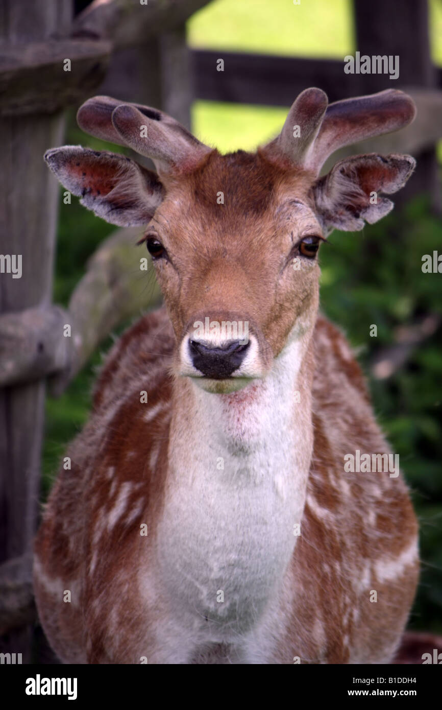 A photograph of a young deer posing in the countryside Stock Photo - Alamy