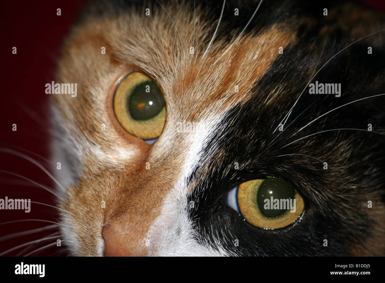 A close up portrait shot of a tortoise shell cat Stock Photo - Alamy