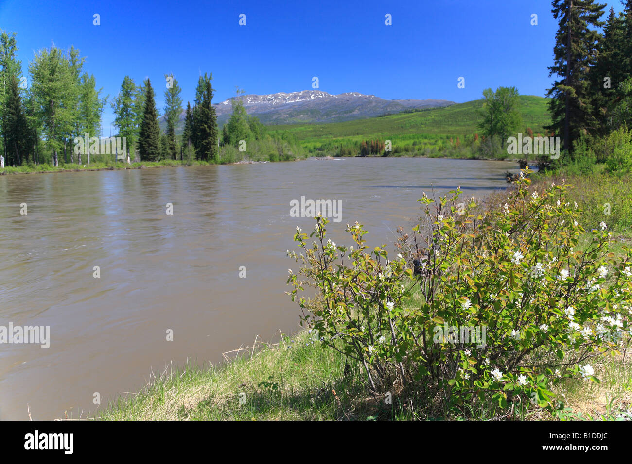 Morice River and Morice Mountain from Owen Flats Recreation Site ...