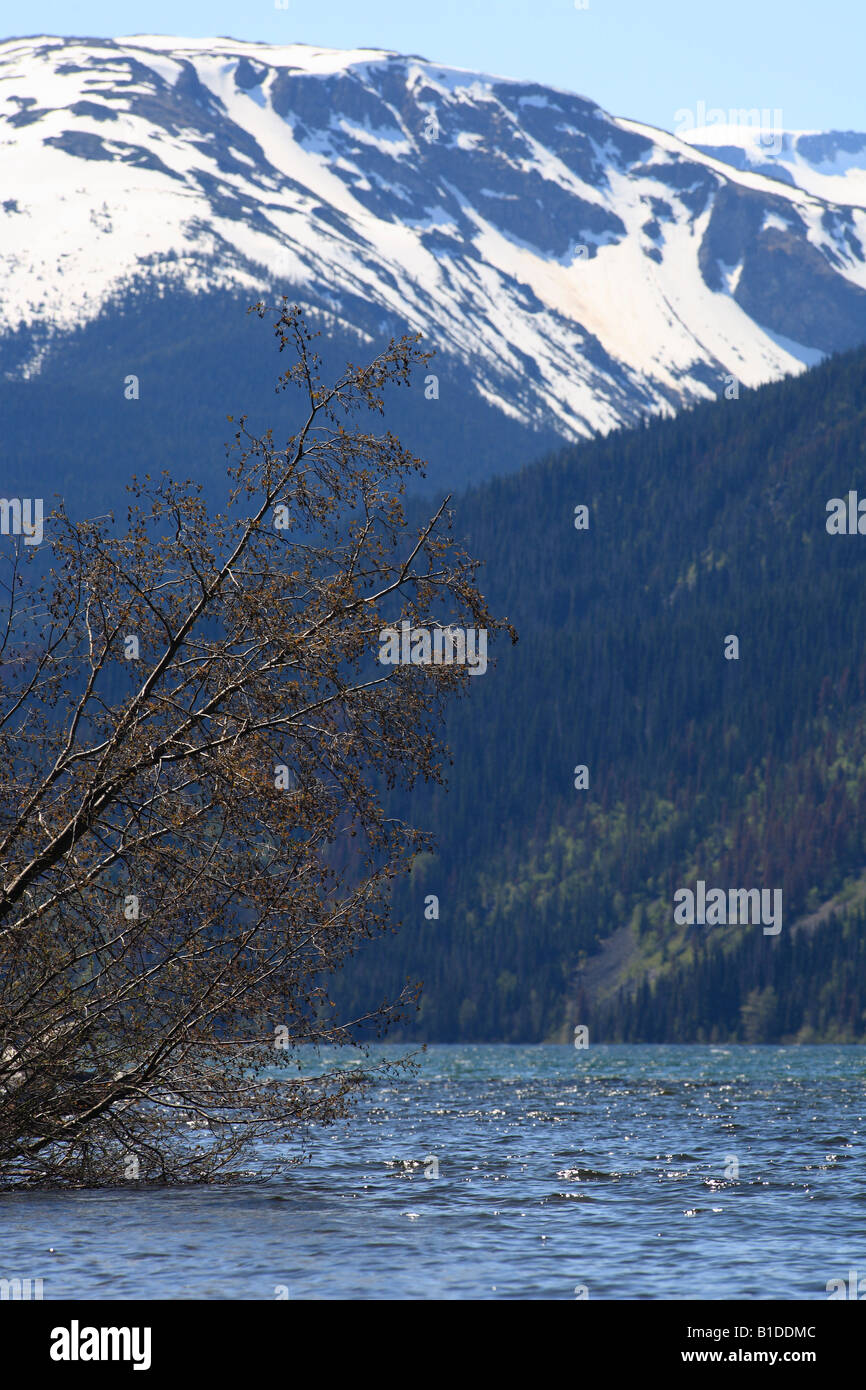 Shoreline of Morice Lake with Morice Range mountains in background ...