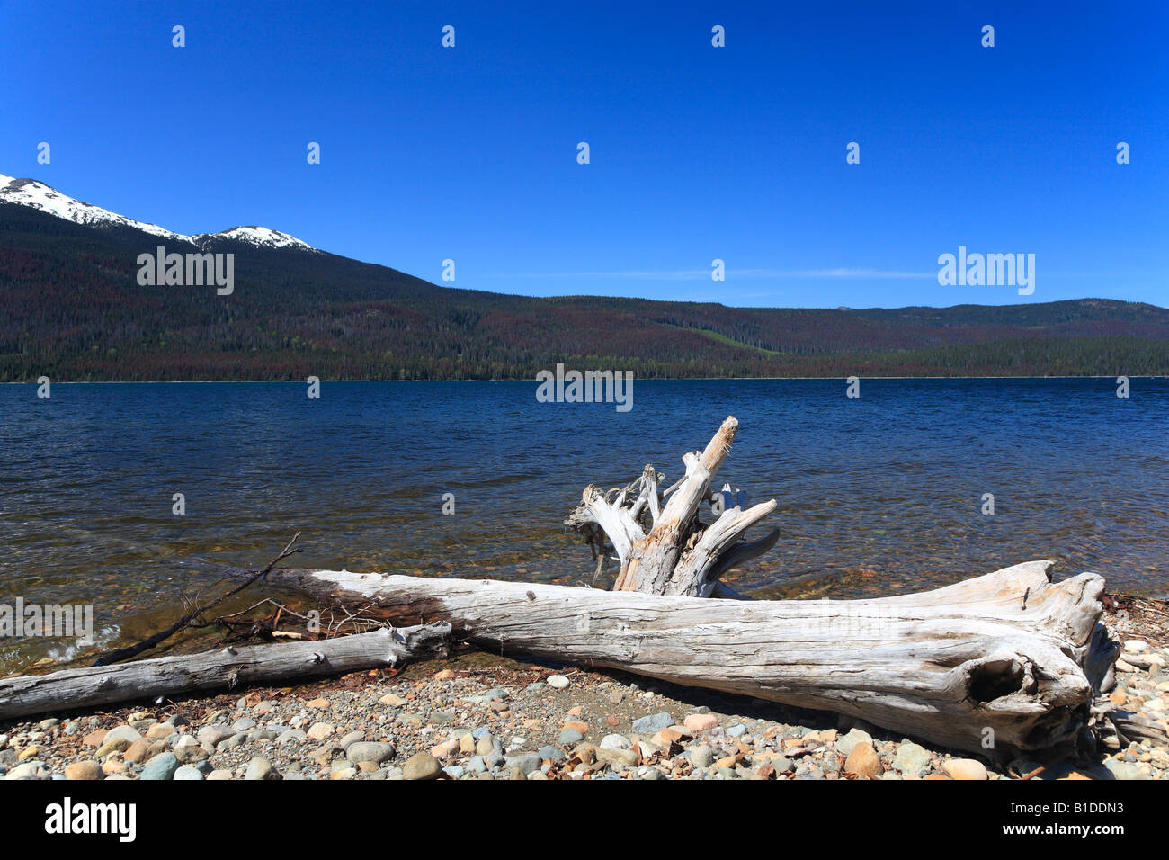 Northern shoreline of Morice Lake with Morice Range mountains in ...