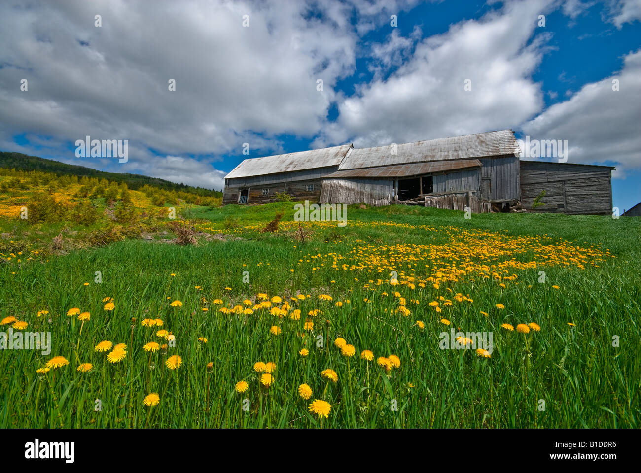 Old time flowers hi-res stock photography and images - Alamy