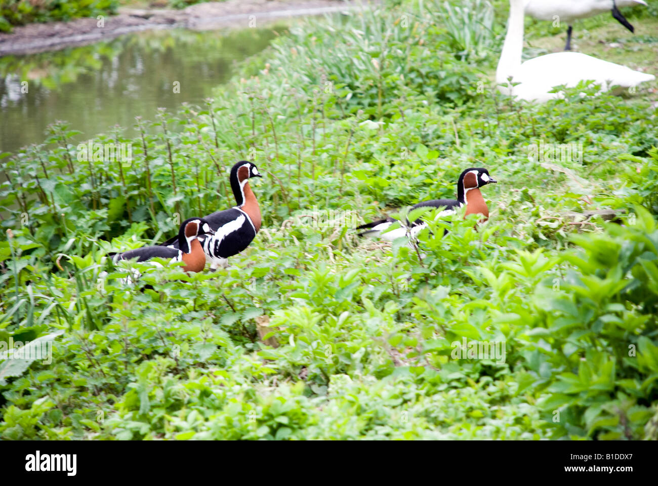 Eurasian goose hi-res stock photography and images - Alamy