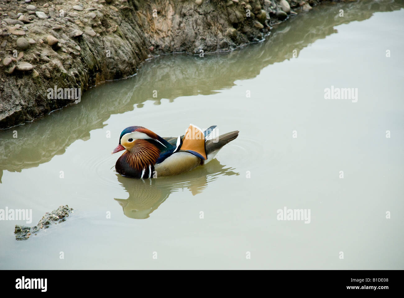 Perching duck hi-res stock photography and images - Alamy