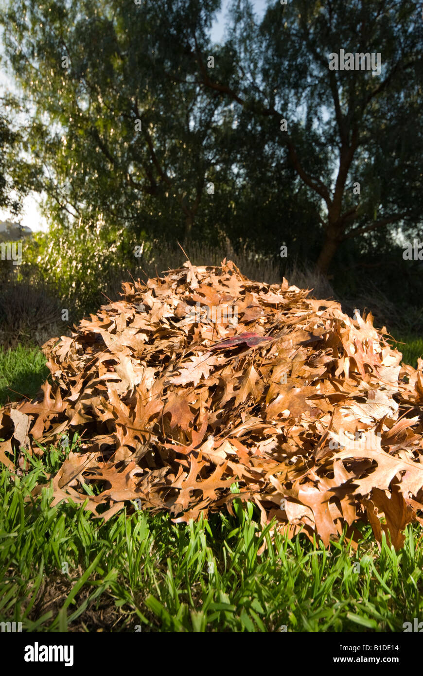 Pile of leaves hi-res stock photography and images - Alamy