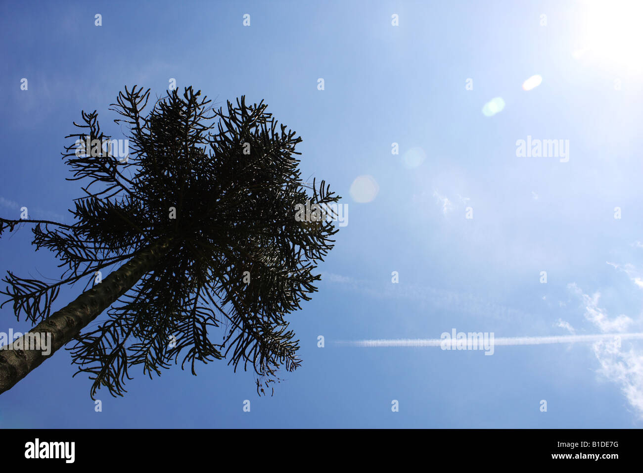 The sun beaming down on to a tree Stock Photo - Alamy