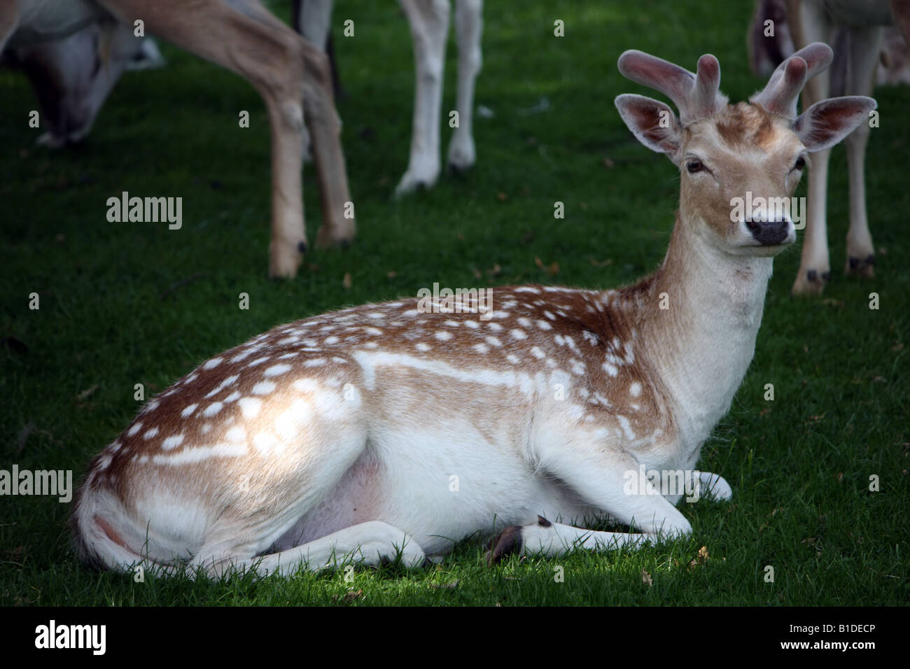A young deer sitting in the countryside Stock Photo - Alamy