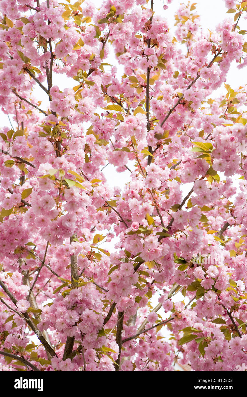 Blooming cherry tree Stock Photo - Alamy