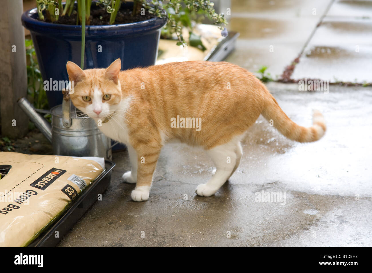 A ginger tom cat, London, England Stock Photo - Alamy
