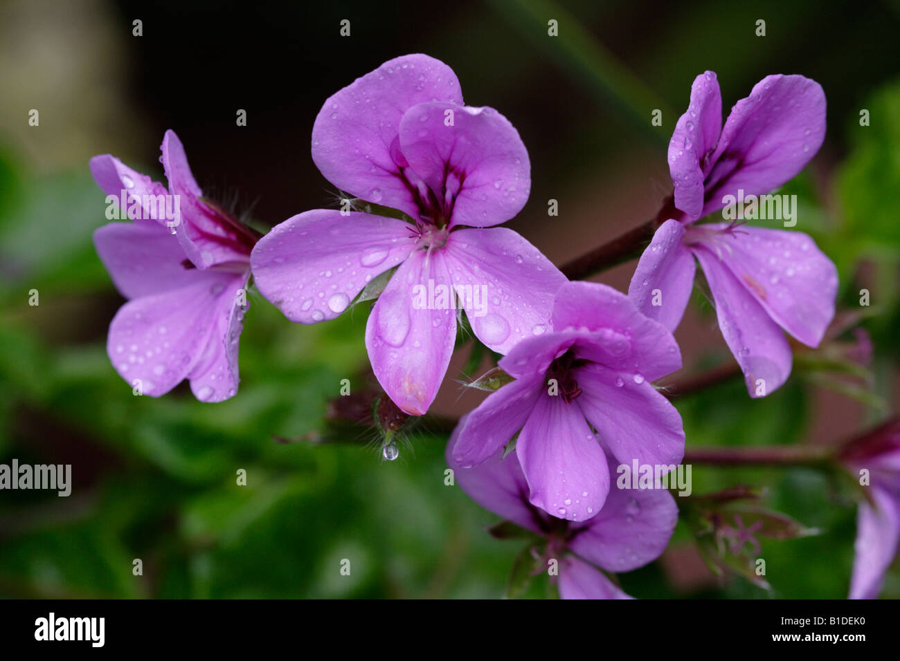 Splendour light hi-res stock photography and images - Alamy