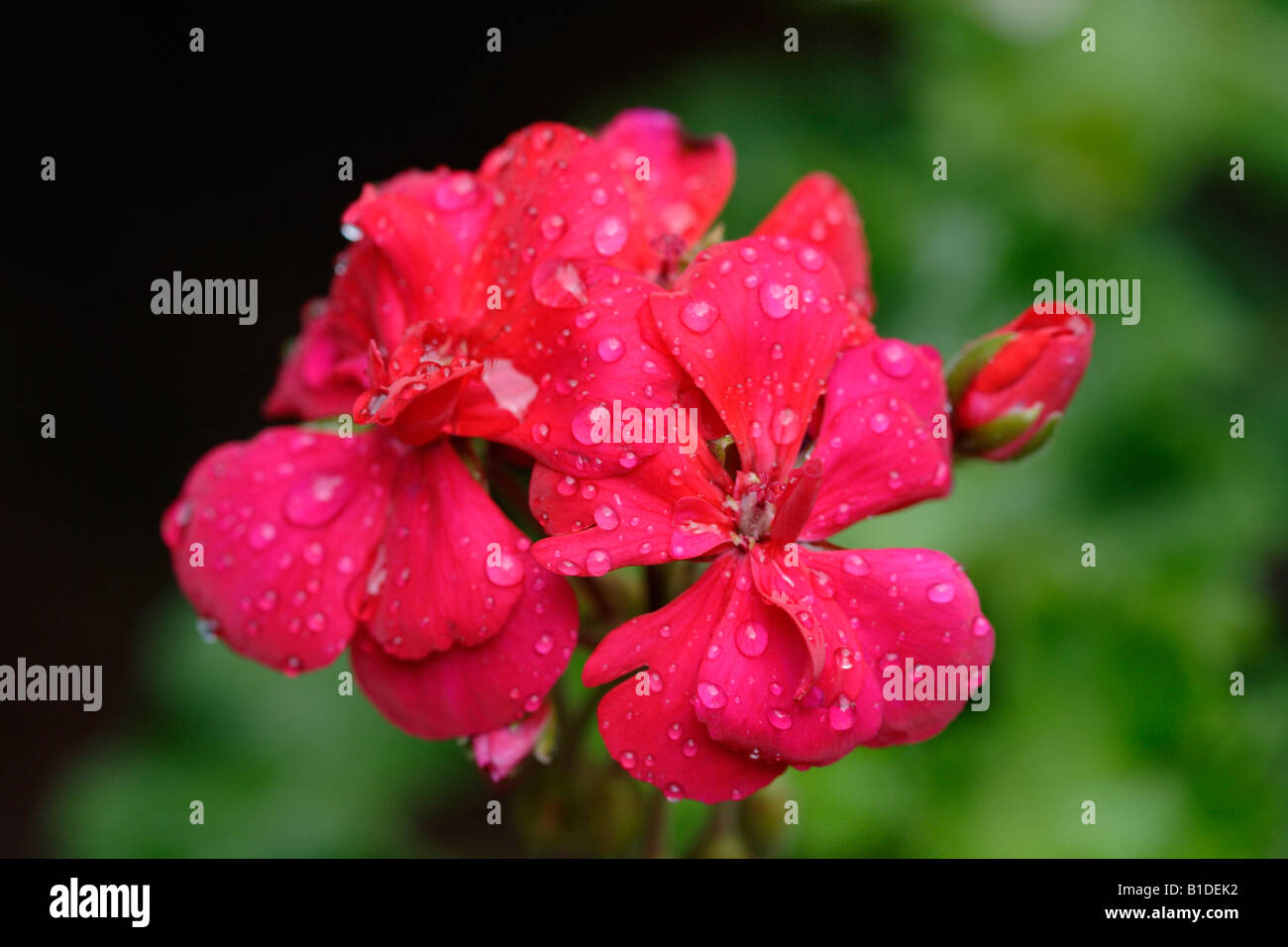 Splendour light hi-res stock photography and images - Alamy