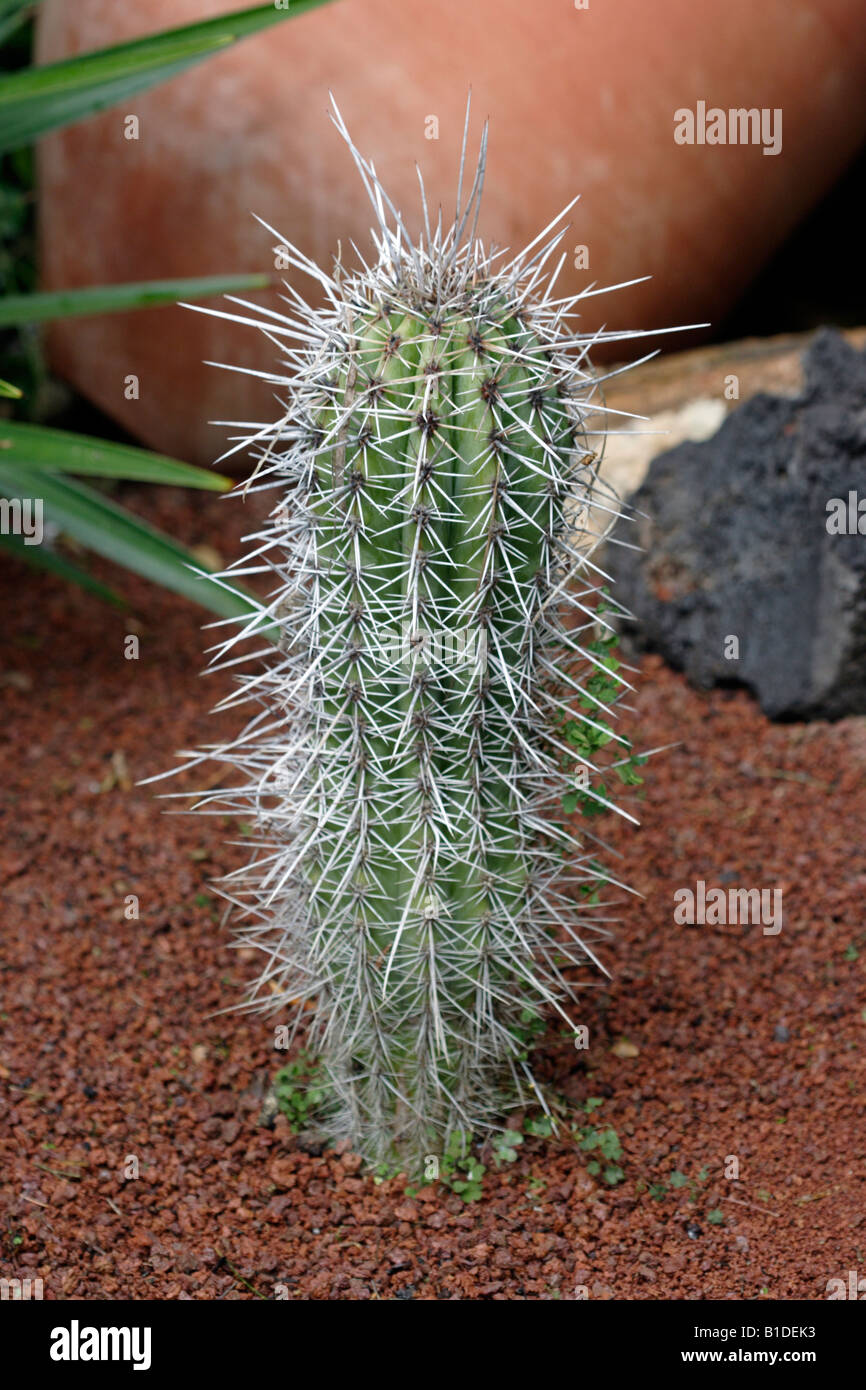 Cactus forms hi-res stock photography and images - Alamy