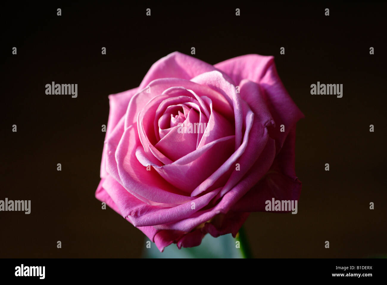 Magnificent rose hi-res stock photography and images - Alamy